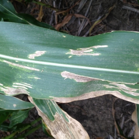 Bacterial Diseases Found in Corn | Soil Solutions LLC