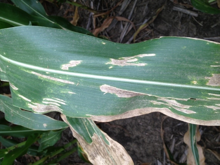 Bacterial Diseases Found in Corn | Soil Solutions LLC